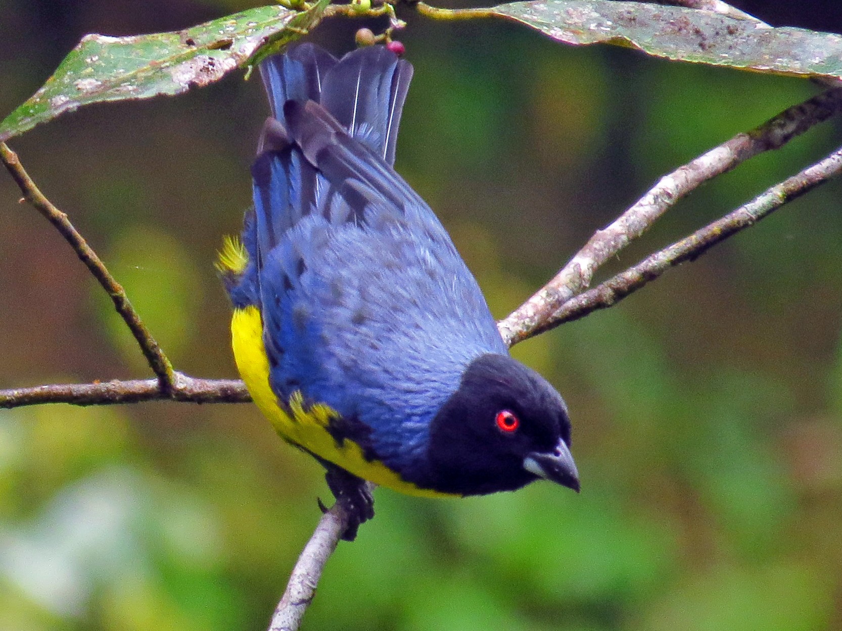 Hooded Mountain Tanager - eBird