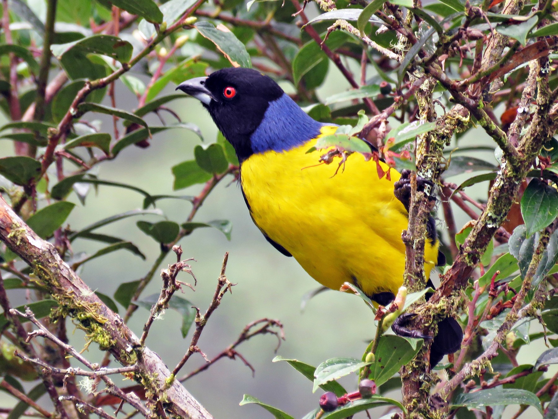 Hooded Mountain Tanager - eBird