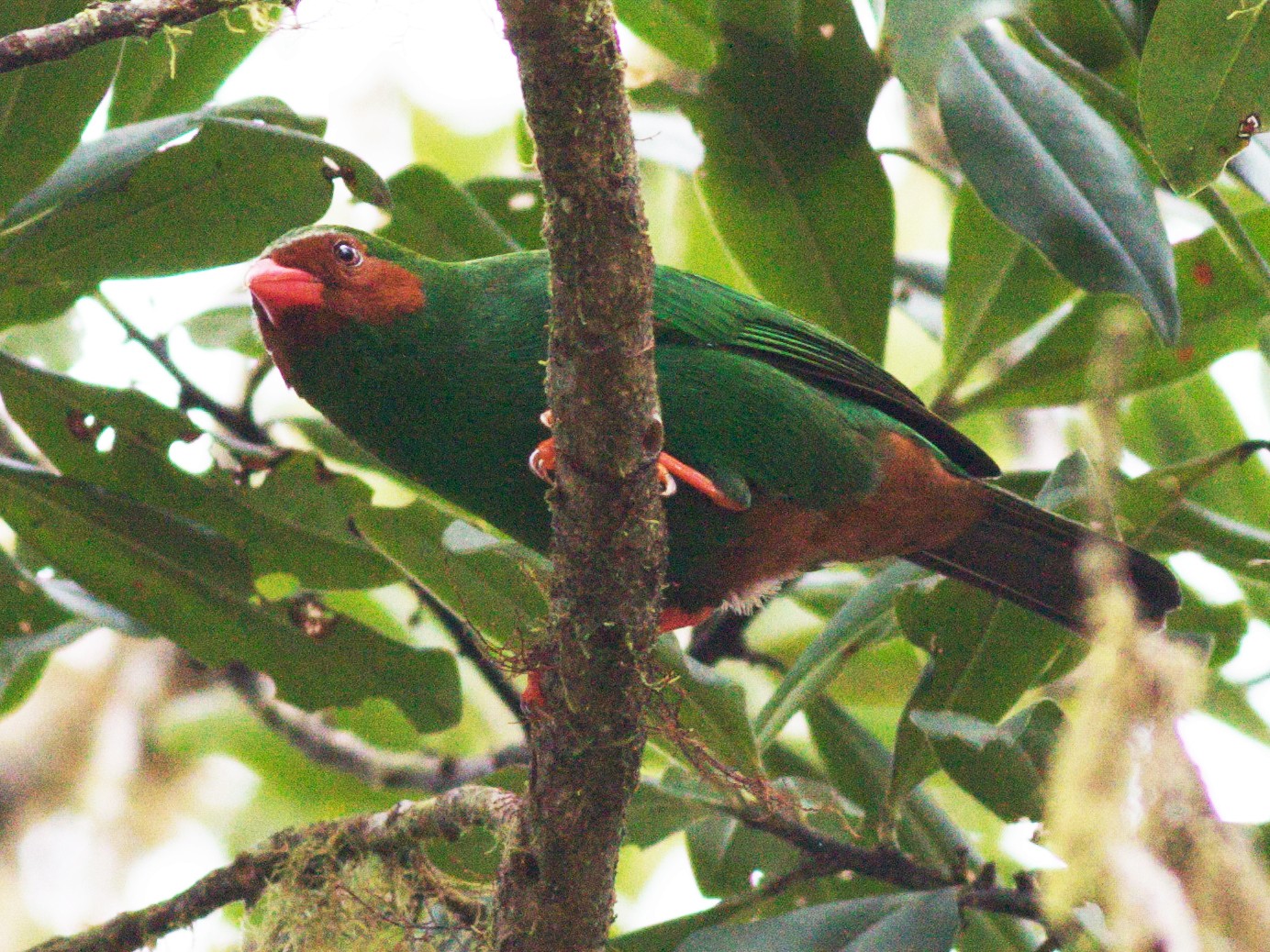Grass-green Tanager - eBird