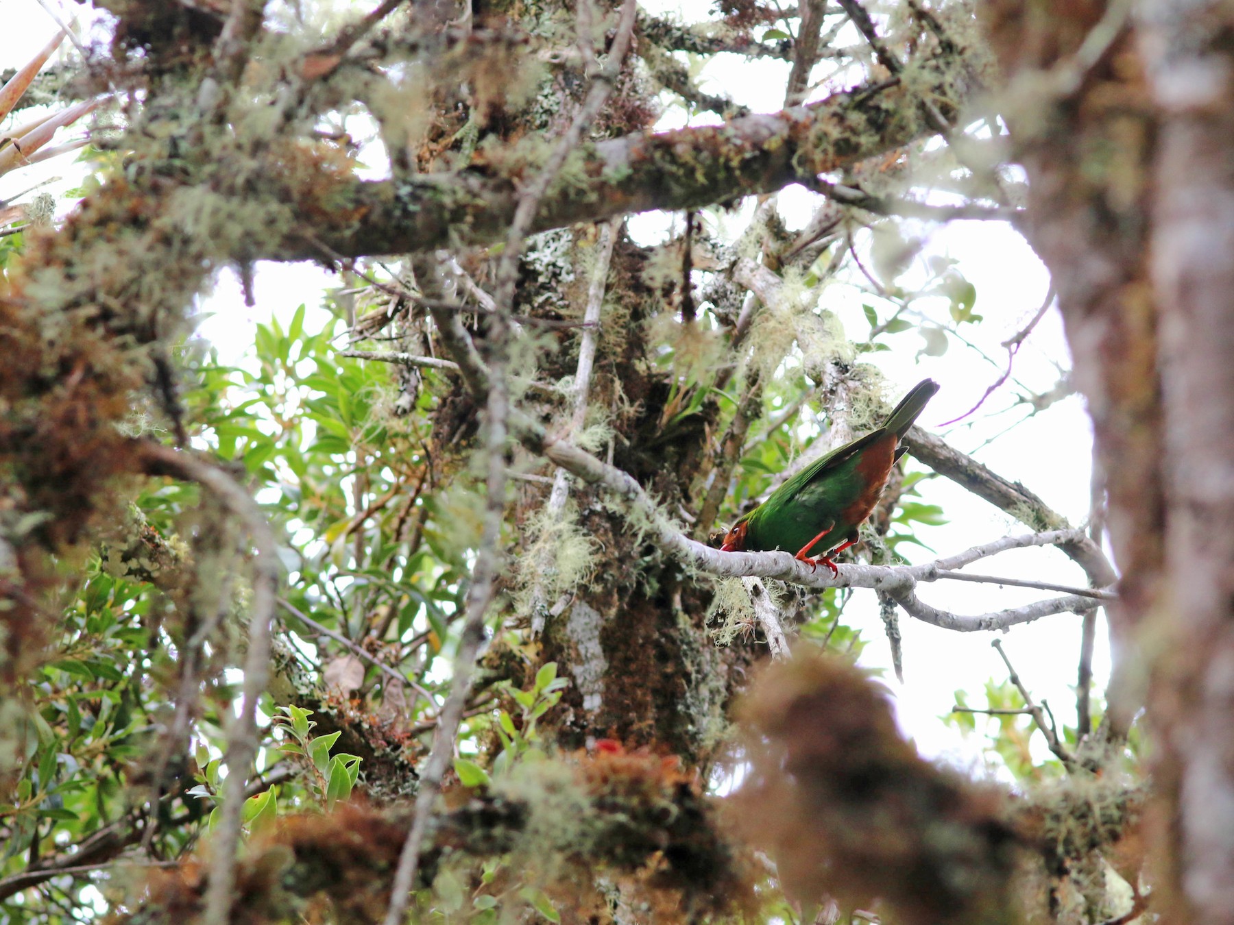Grass-green Tanager - eBird