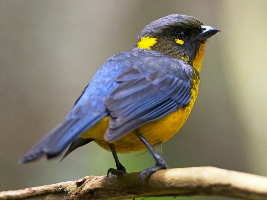 Tangara Lacrimosa - eBird