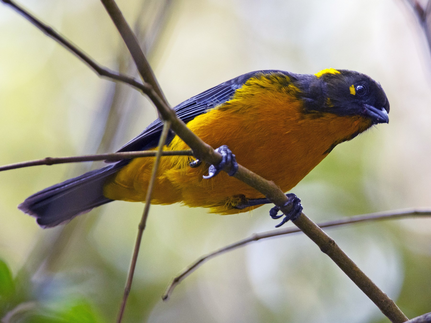 Lacrimose Mountain Tanager - eBird