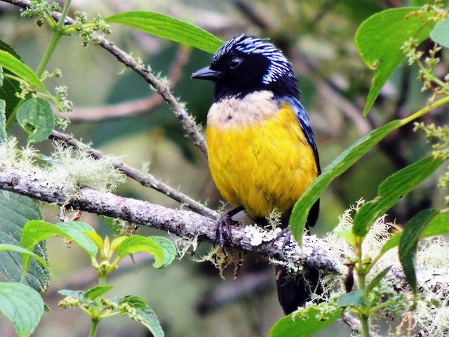 Photos - Buff-banded Mountain Tanager - Dubusia taeniata - Birds of the ...