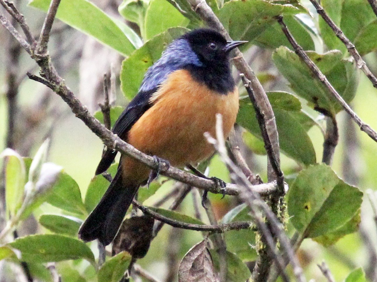 Blue-backed Conebill - eBird