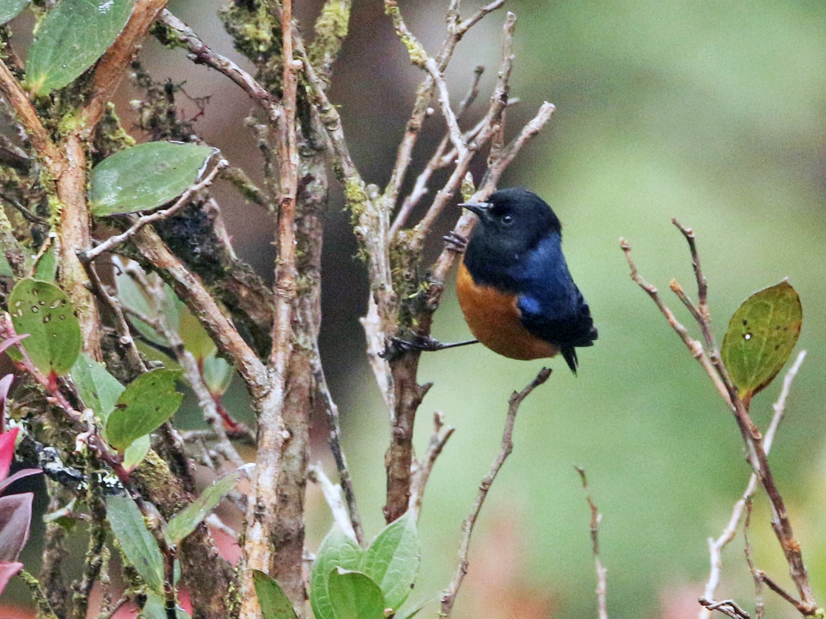 Blue-backed Conebill - eBird
