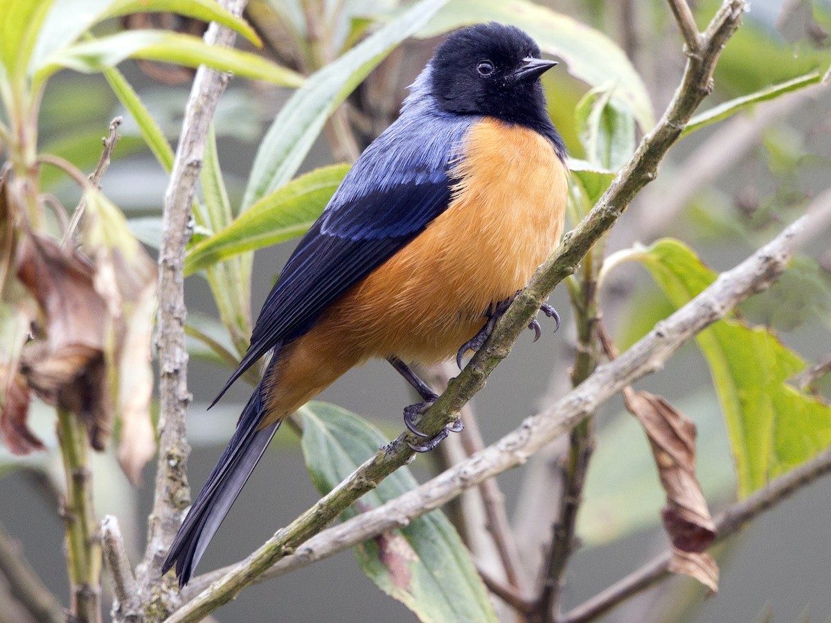 Blue-backed Conebill - Conirostrum sitticolor - Birds of the World