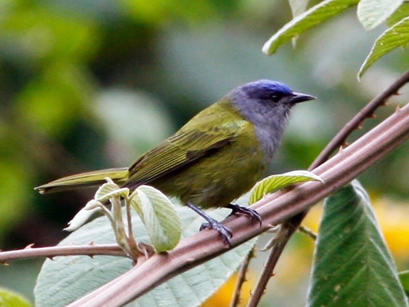 Capped Conebill - eBird