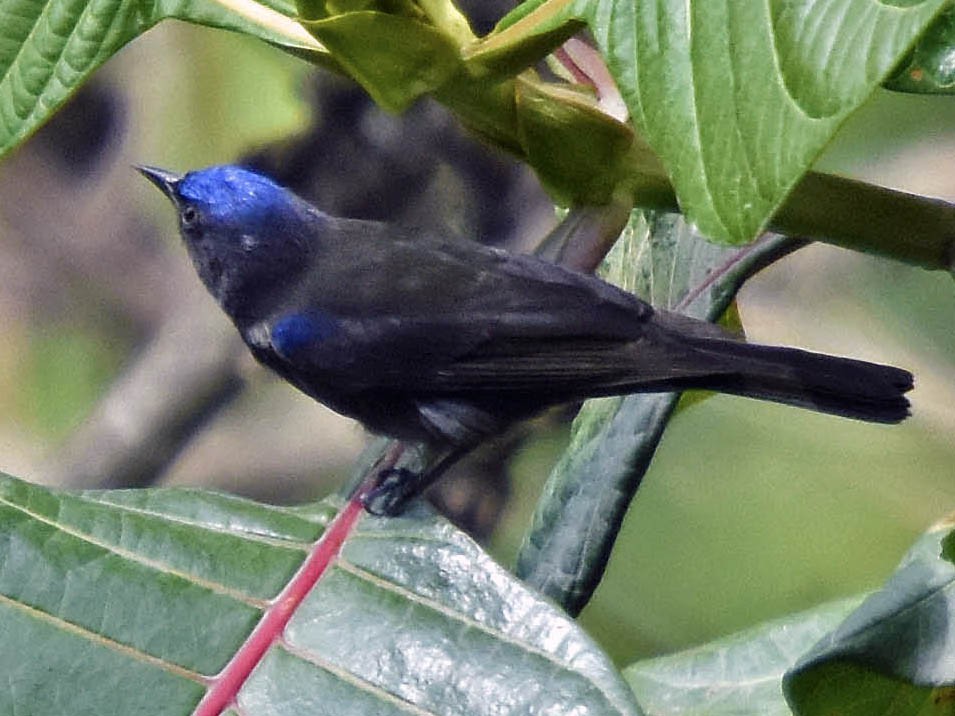 Capped Conebill - eBird