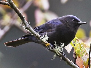 Capped Conebill - Conirostrum albifrons - Birds of the World