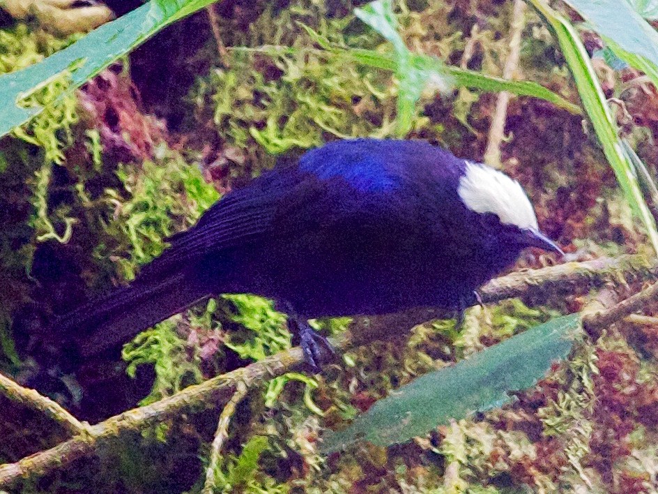 Capped Conebill - eBird