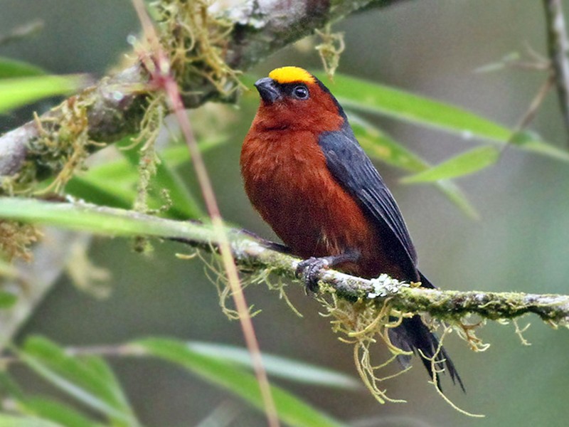 Plushcap - eBird