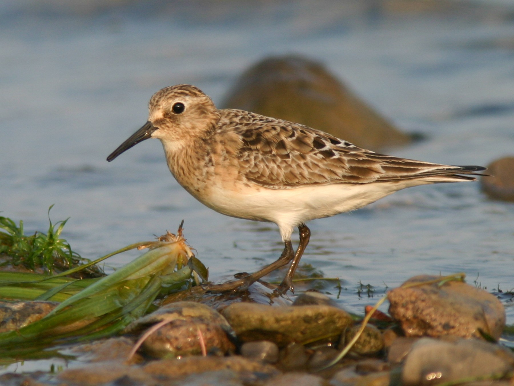 Baird's Sandpiper - eBird