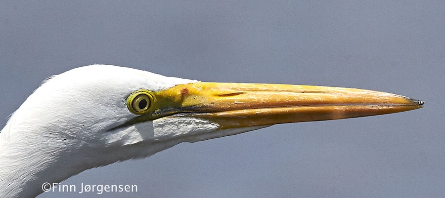 Great Egret (African) - eBird