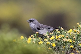 Layard's Warbler - Curruca layardi - Birds of the World