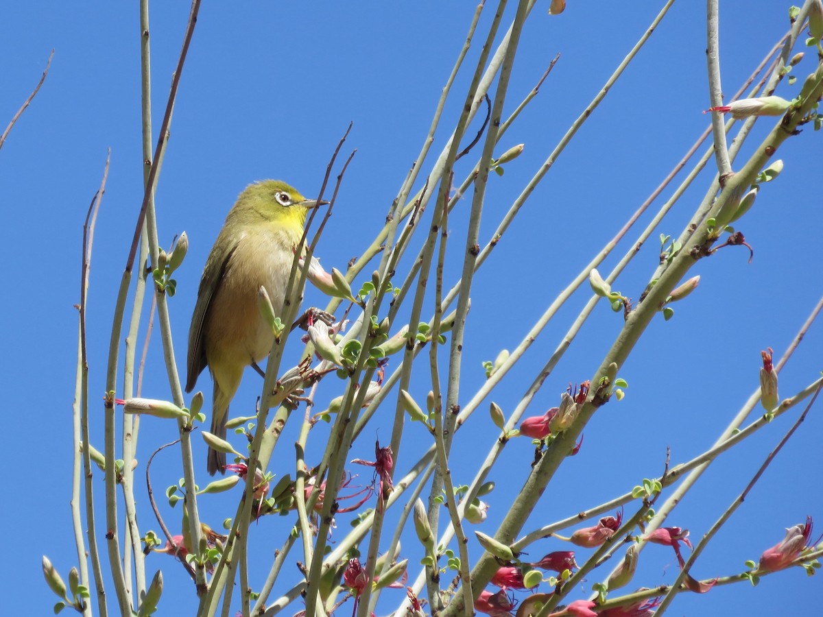 Orange River White-eye - Zosterops pallidus - Birds of the World
