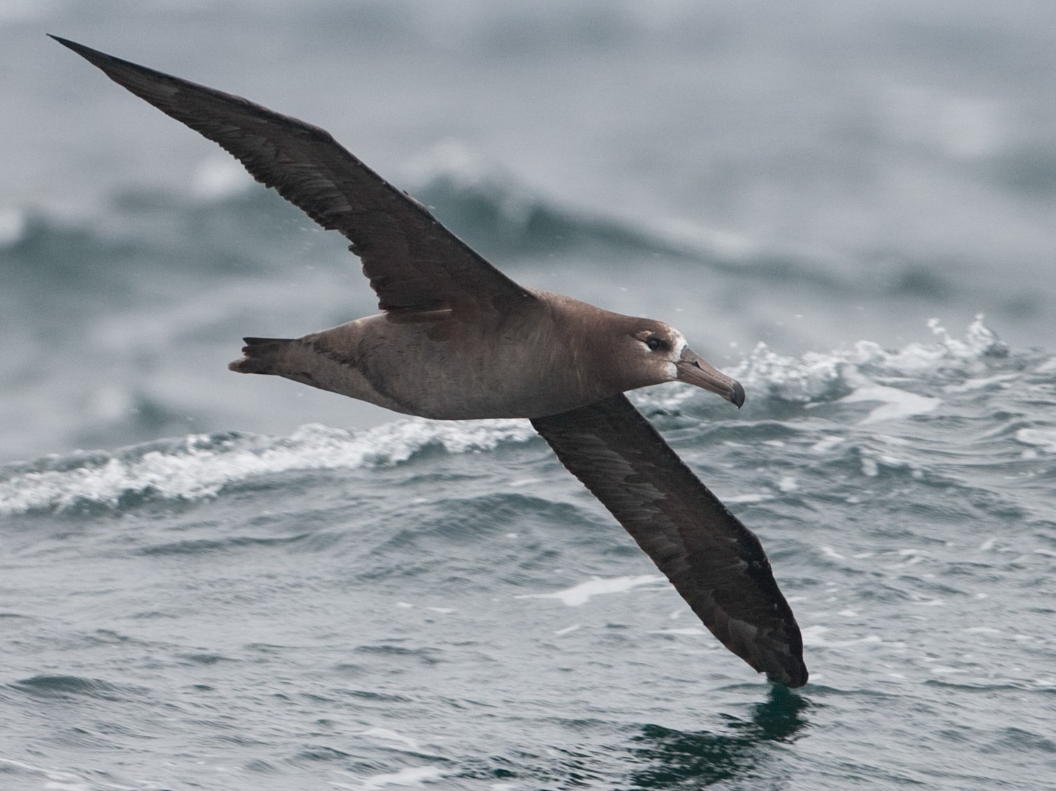 Black-footed Albatross - eBird