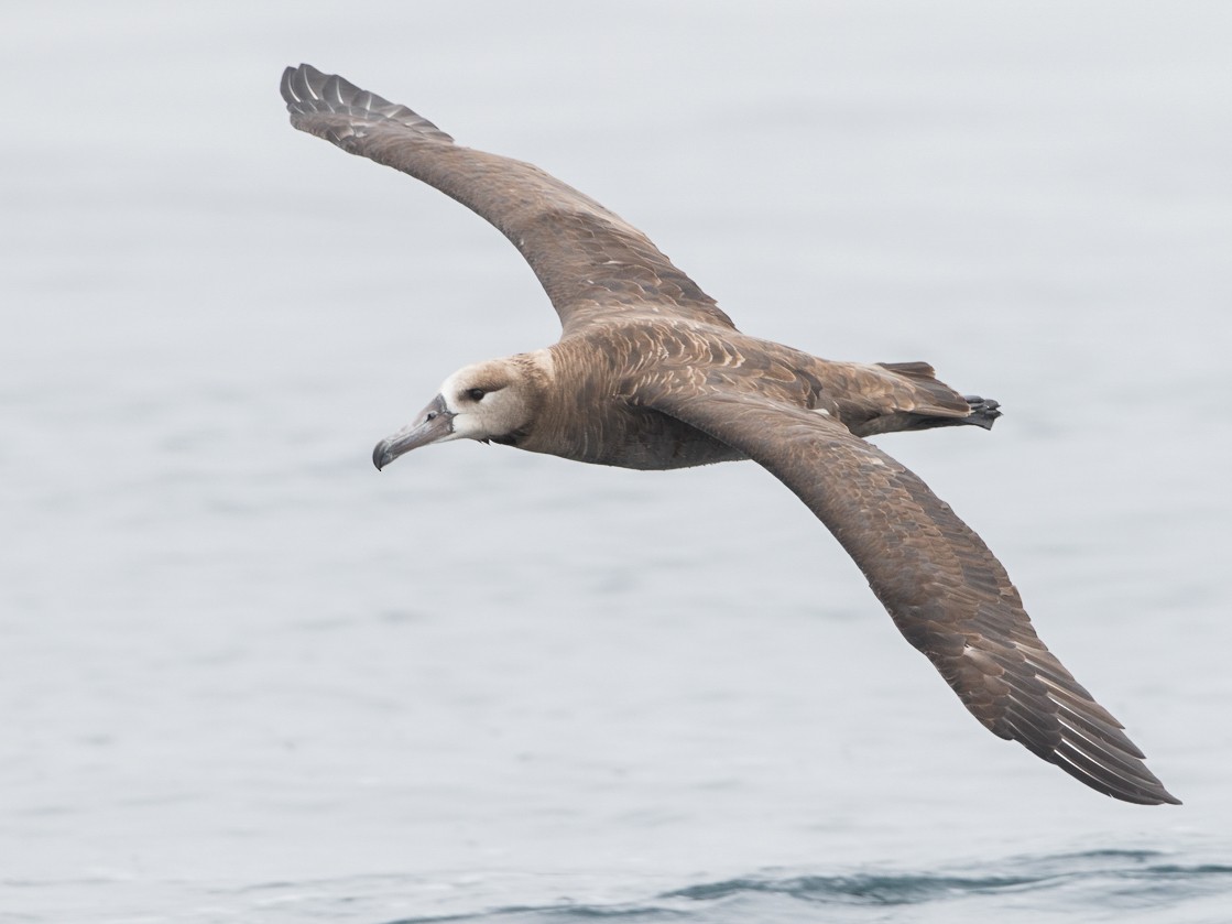 Black-footed Albatross - eBird
