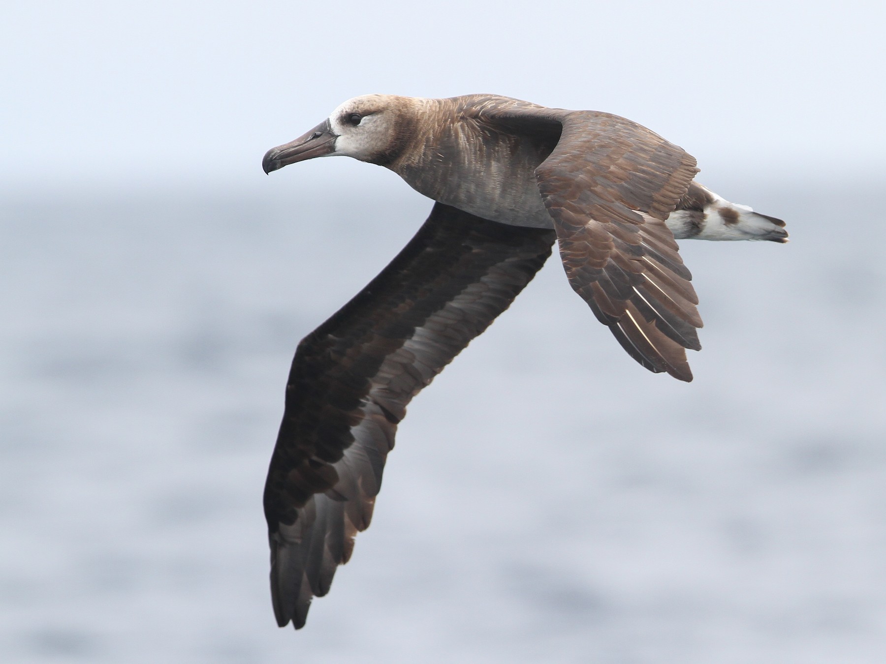 Black-footed Albatross - eBird