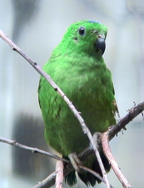 Photos - Blue-crowned Hanging-Parrot - Loriculus galgulus - Birds of ...