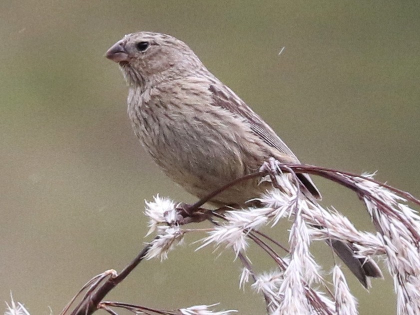 Paramo Seedeater - eBird