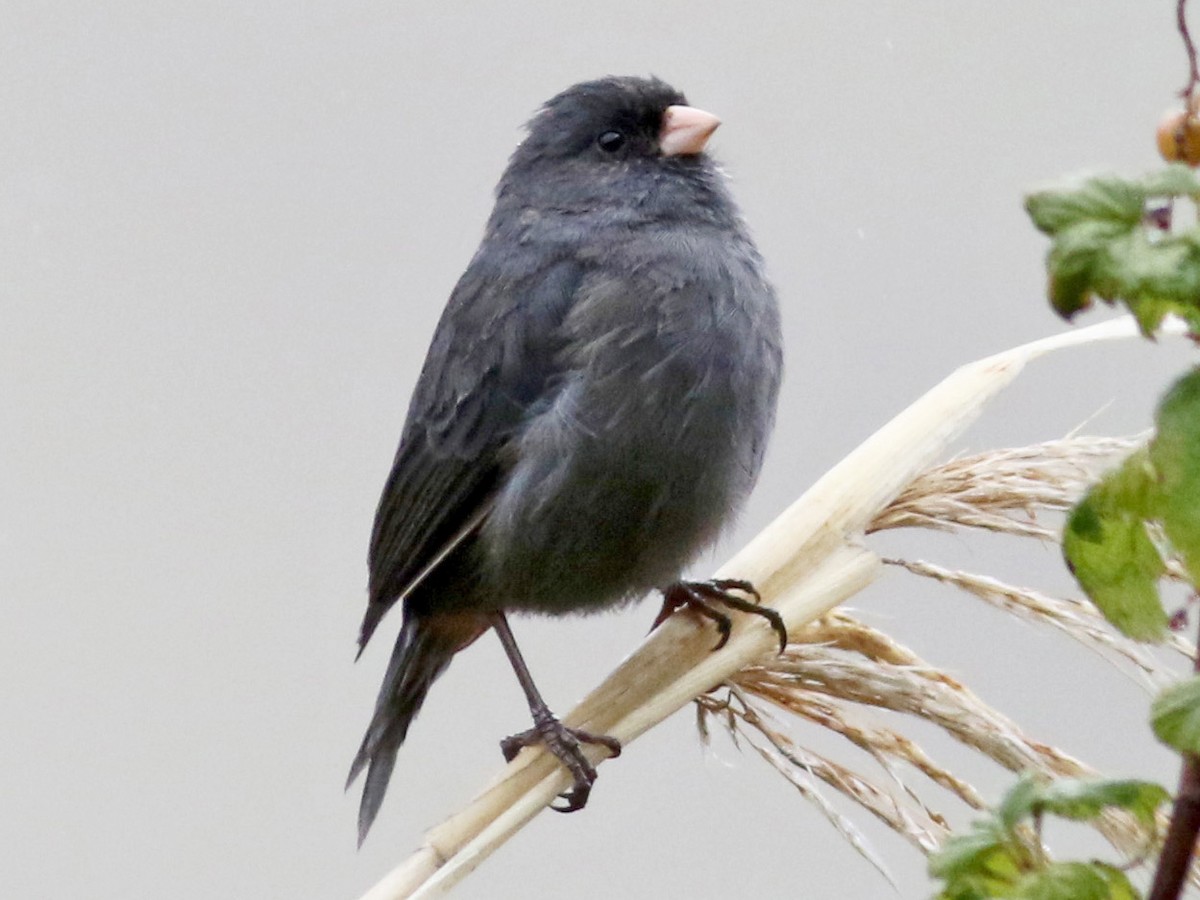 Paramo Seedeater - Catamenia homochroa - Birds of the World