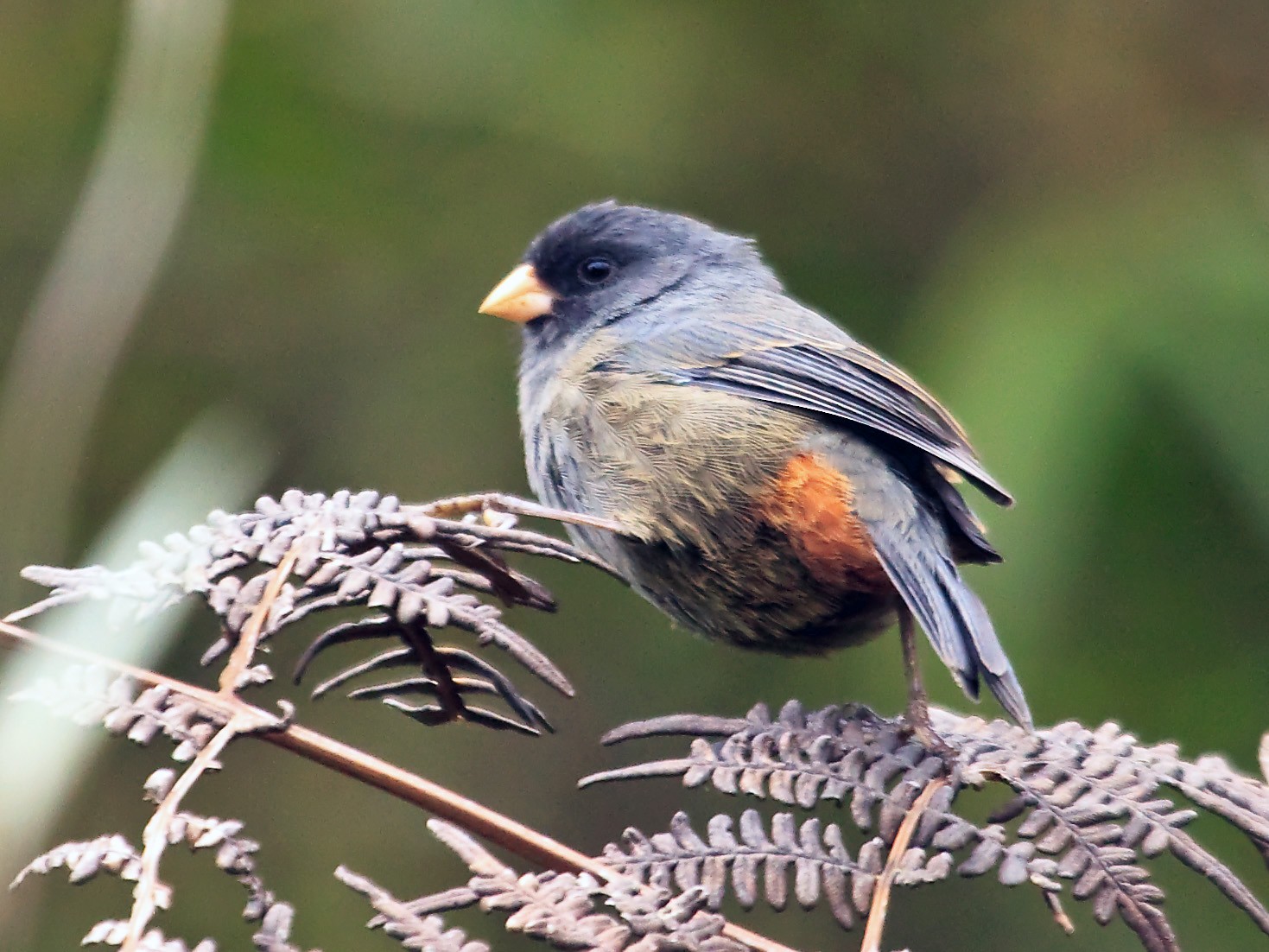 Paramo Seedeater - eBird