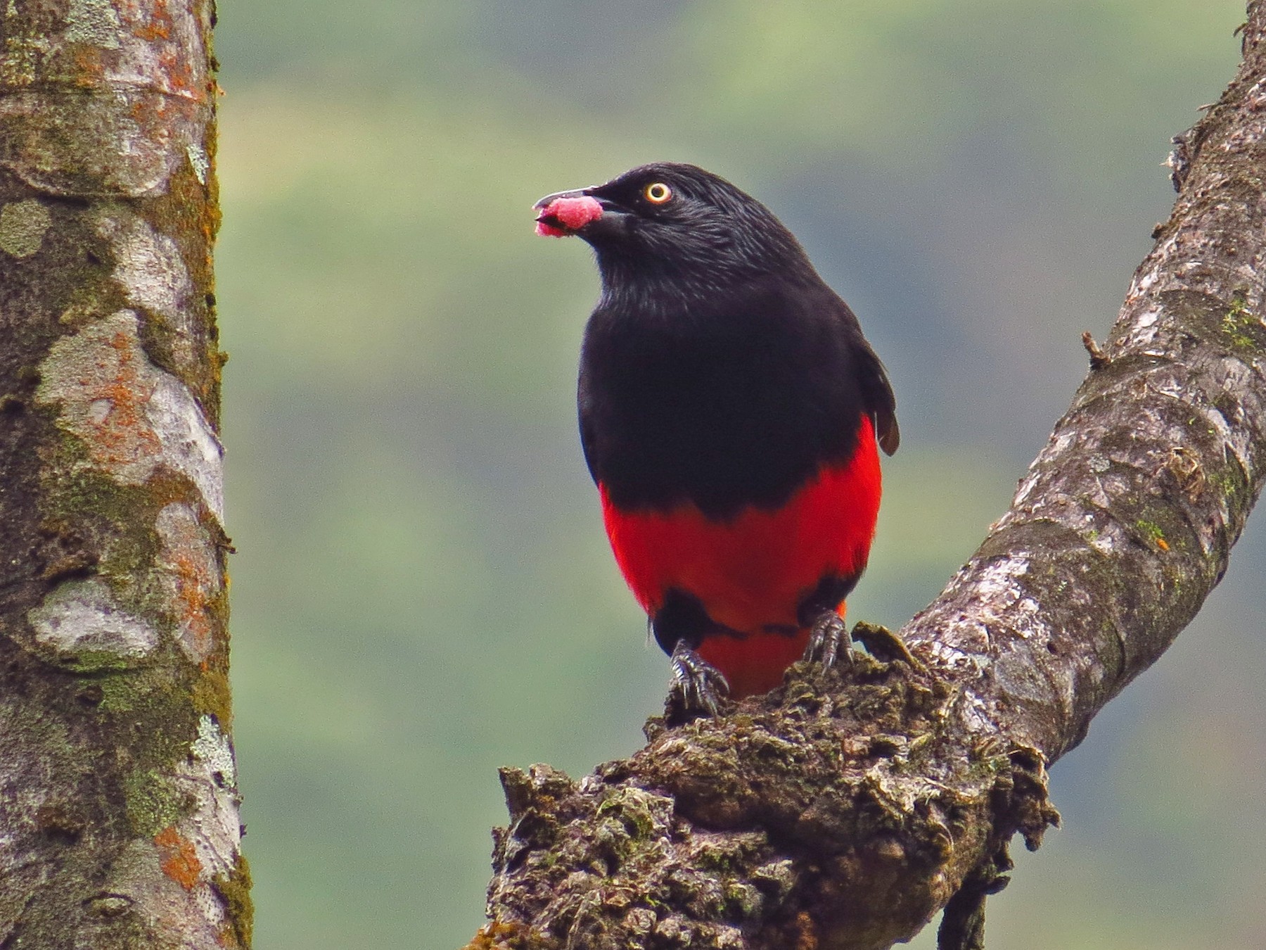 Red-bellied Grackle - eBird