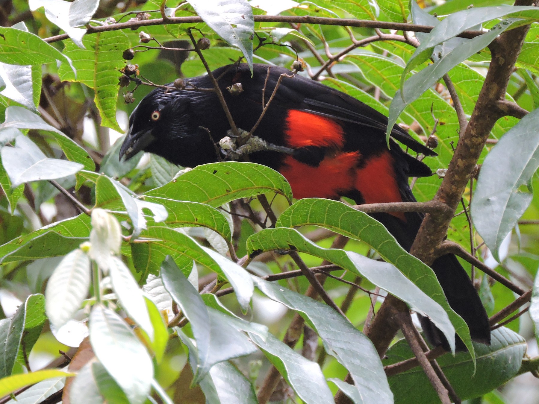 Chango Ventrirrojo - eBird