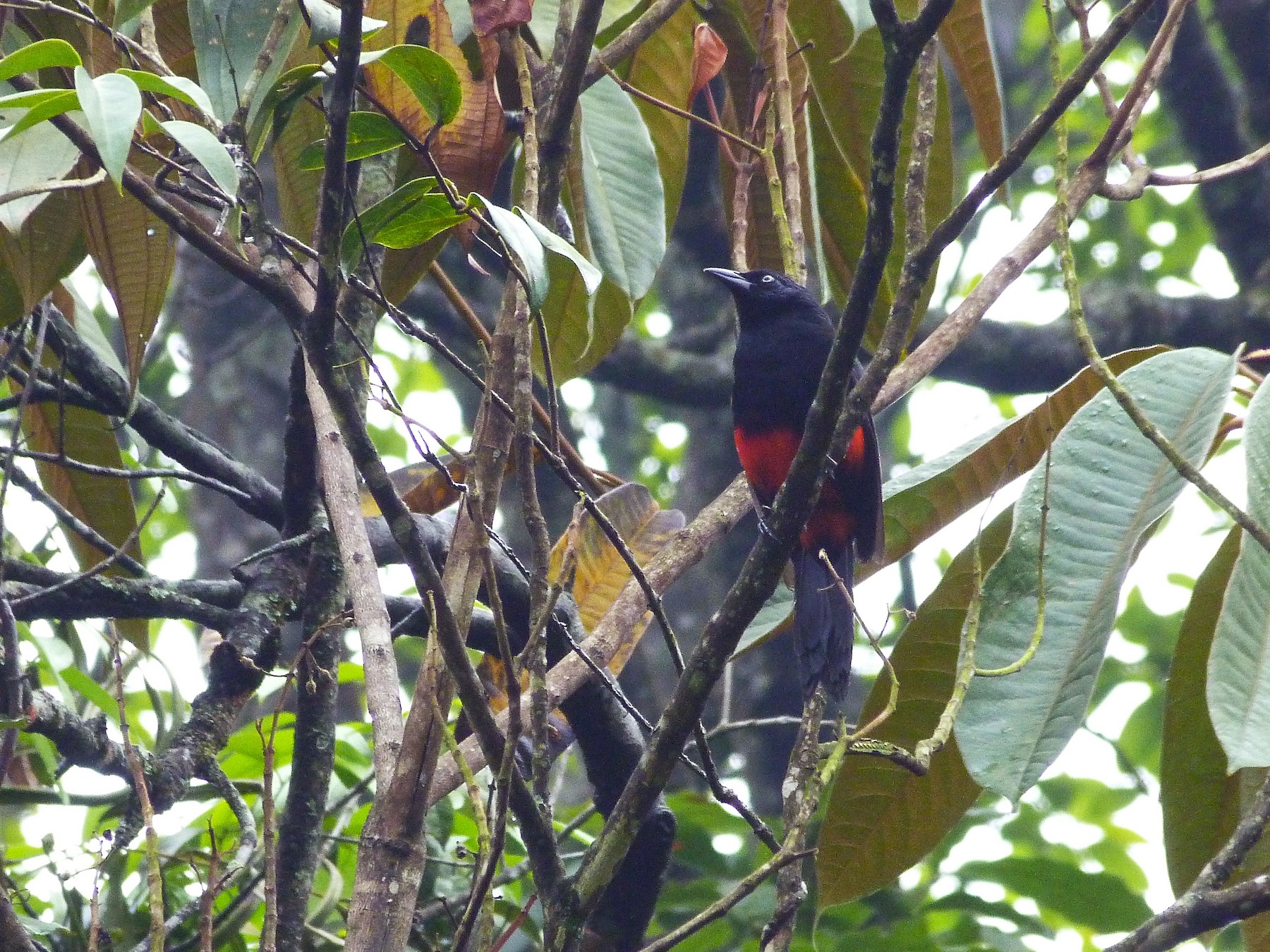 Chango Ventrirrojo - eBird Colombia