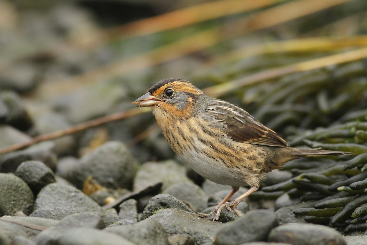 Saltmarsh Sparrow - Ammospiza caudacuta - Media Search - Macaulay ...