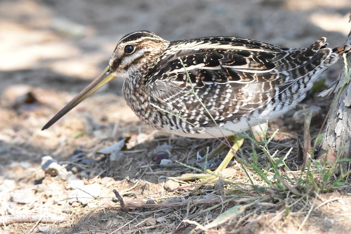 eBird Checklist - 27 Sep 2017 - Fayette Mall - 1 species