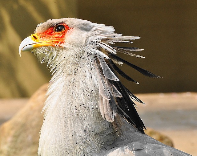 Secretary Bird Head