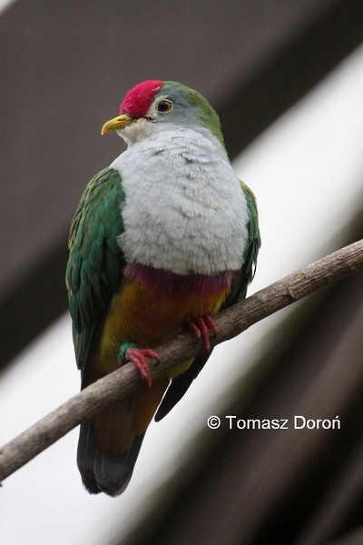 Photos - Beautiful Fruit-Dove - Ptilinopus pulchellus - Birds of the World