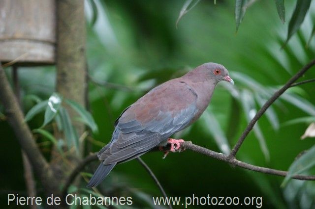 Photos - Peruvian Pigeon - Patagioenas oenops - Birds of the World