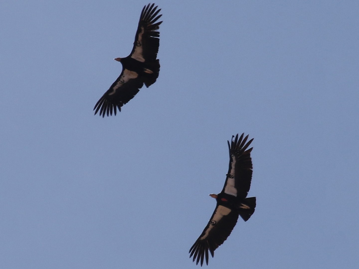 Cóndor Californiano - eBird
