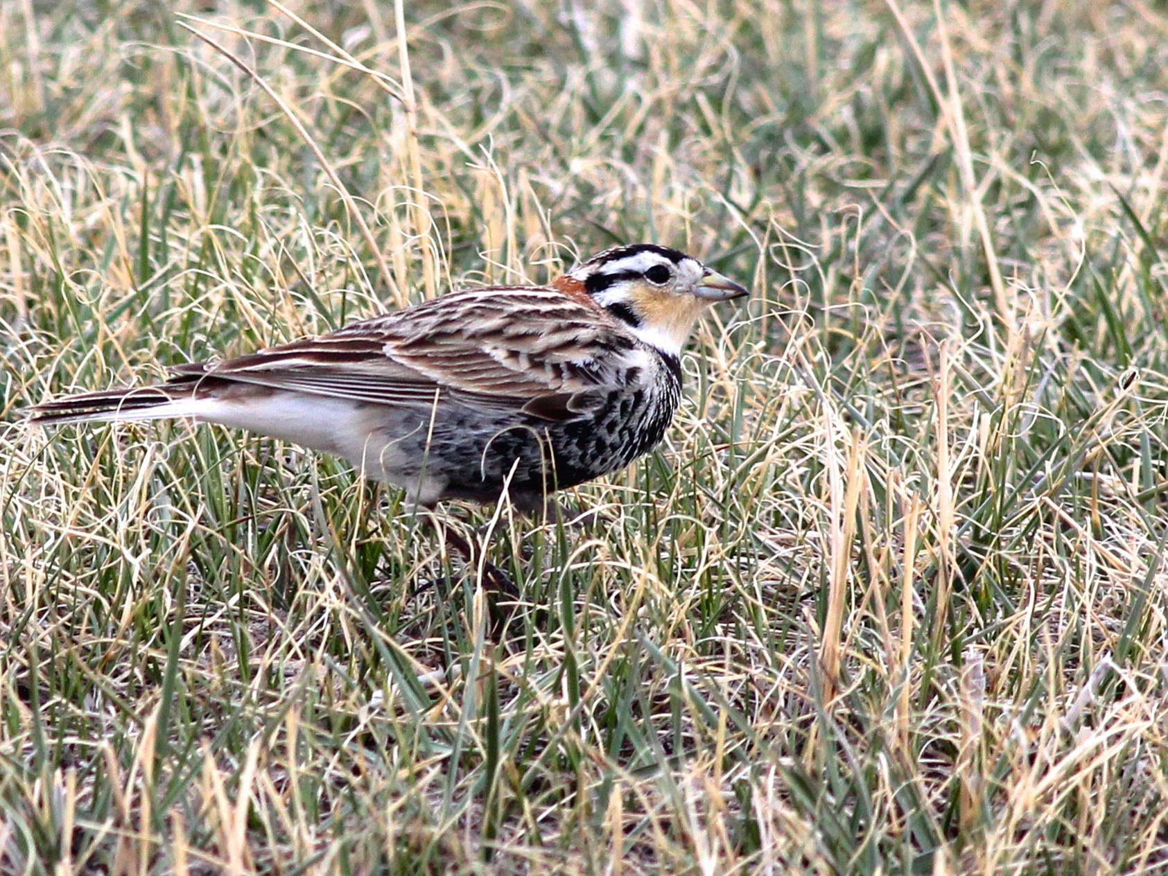 Chestnut-collared Longspur - eBird