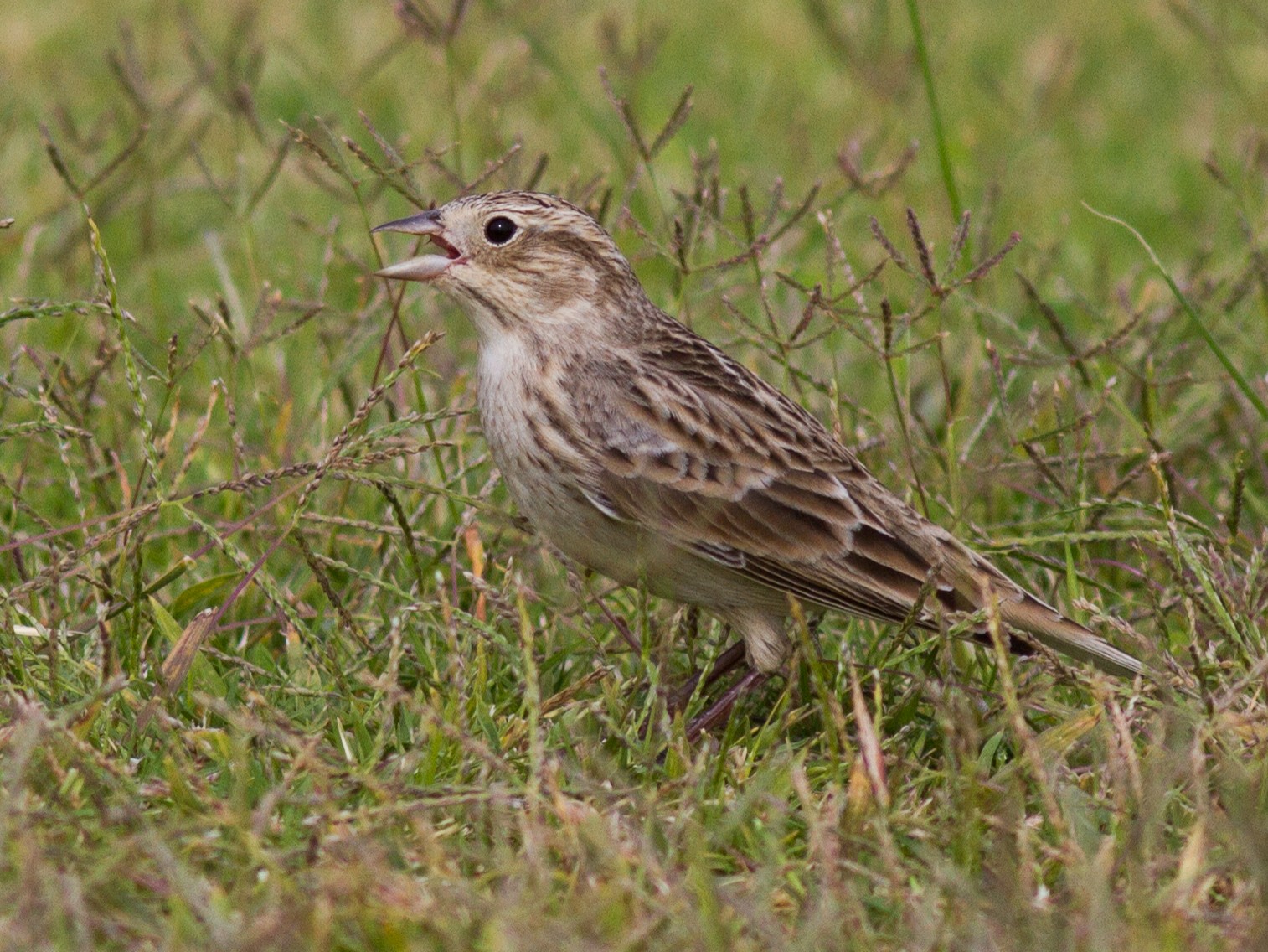 Chestnut-collared Longspur - eBird