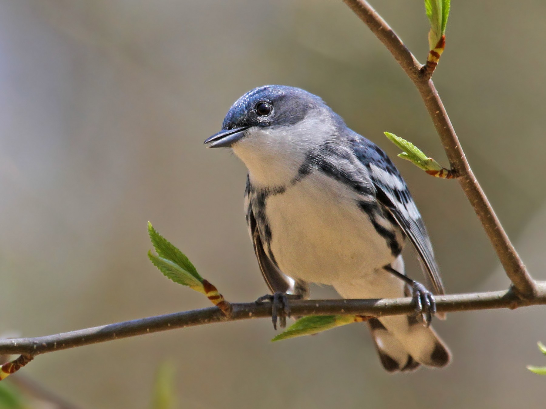Cerulean Warbler - eBird