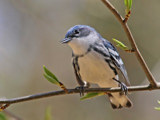 Cerulean Warbler - eBird