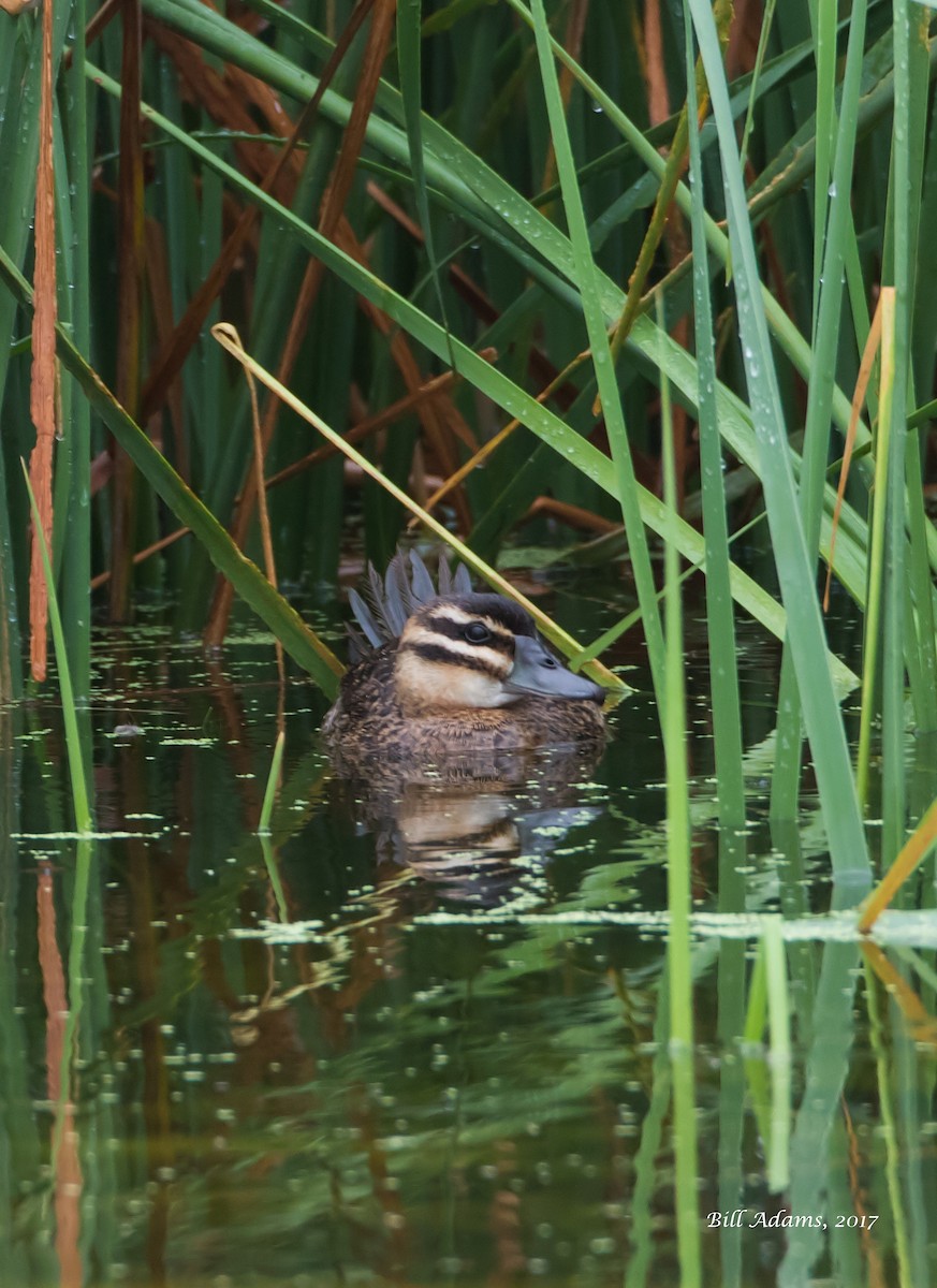 eBird Checklist - 26 Sep 2017 - Hackberry Flat WMA--Weir Unit - 1 species