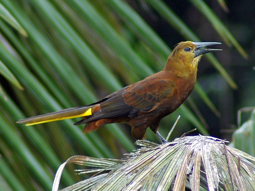 Russet-backed Oropendola - eBird