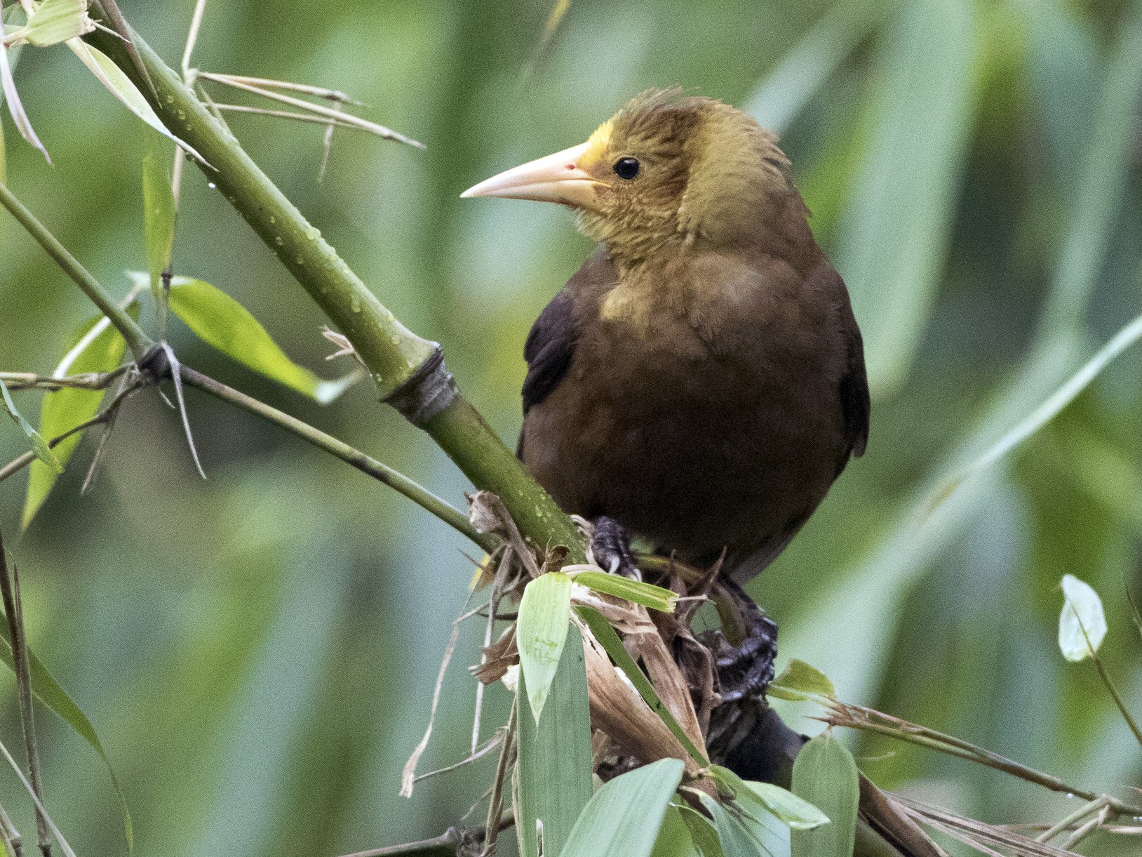 Russet-backed Oropendola - eBird