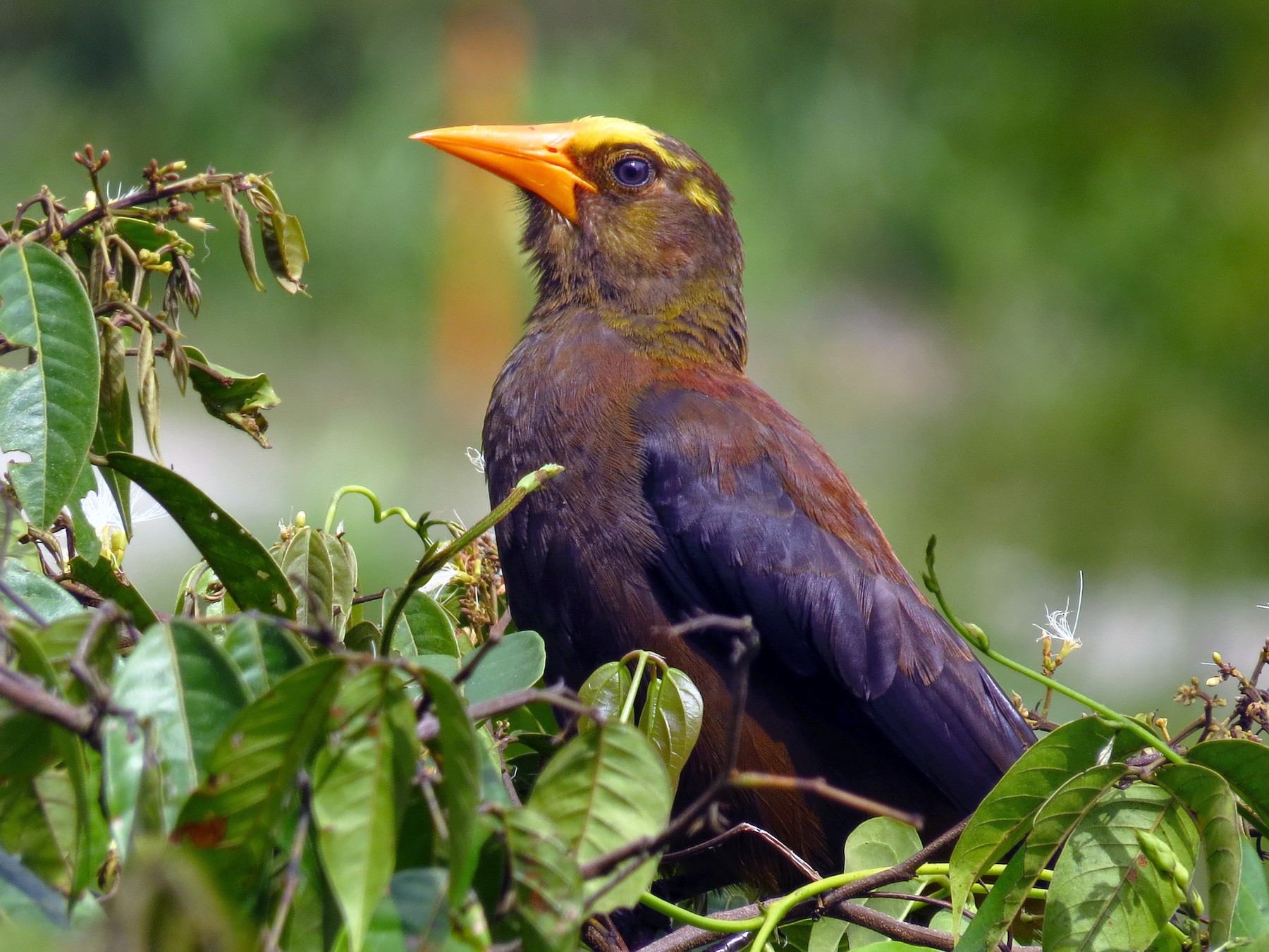 Russet-backed Oropendola - eBird