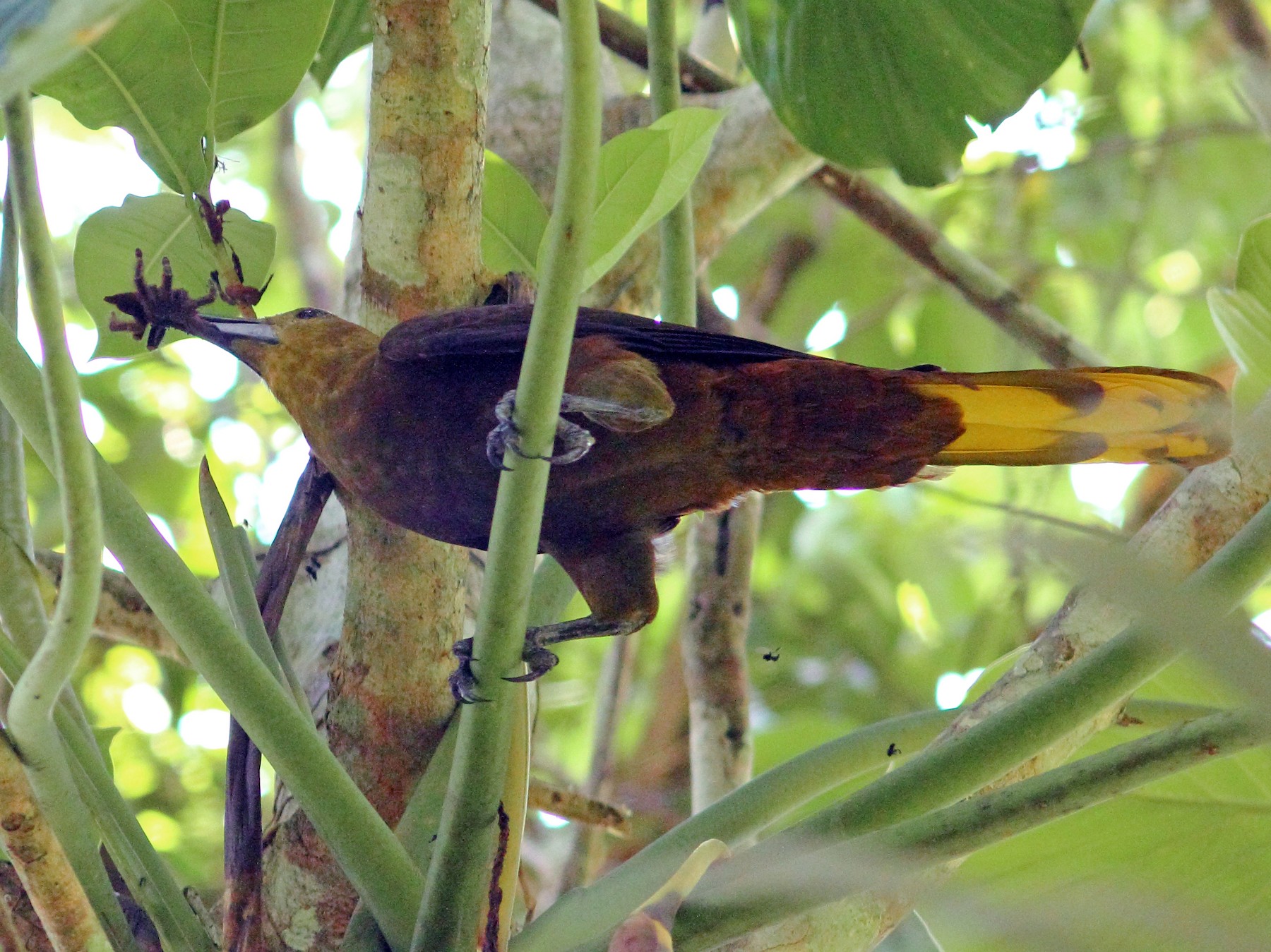 Conoto Aceituno - eBird