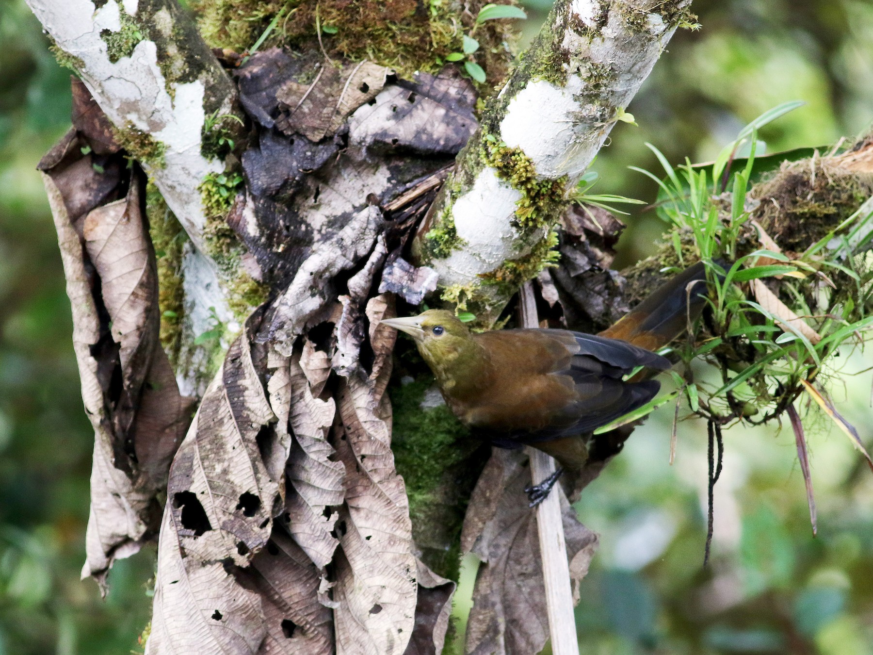 Conoto Aceituno - eBird