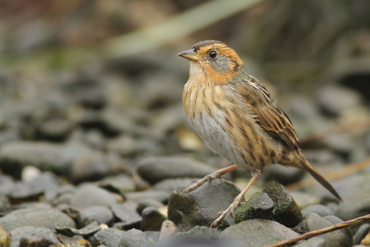 Saltmarsh Sparrow - Ammospiza caudacuta - Media Search - Macaulay ...