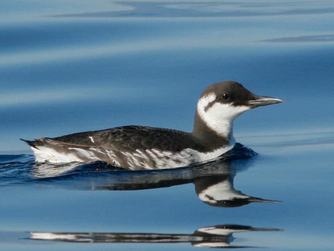 Common Murre - eBird
