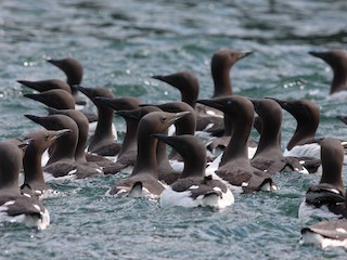 Common Murre - eBird