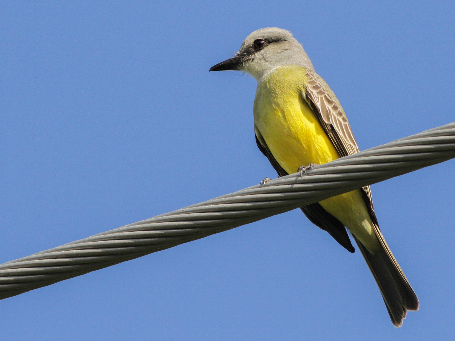 Couch's Kingbird - eBird