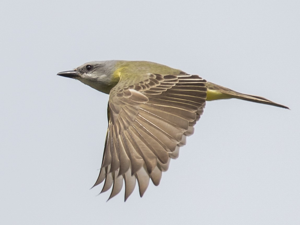 Couch's Kingbird - eBird